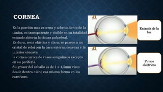 Anatomía comparada del sentido de la vista | PPTX
