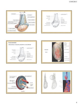 anatomia comparada Órgãos genitais masculinos.pdf