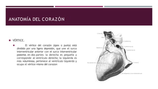 ANATOMIA DE EL CORAZON Y PERICARDIO COMPELTO.pptx