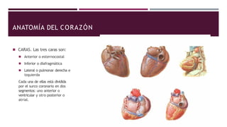 ANATOMIA DE EL CORAZON Y PERICARDIO COMPELTO.pptx