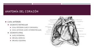 ANATOMIA DE EL CORAZON Y PERICARDIO COMPELTO.pptx