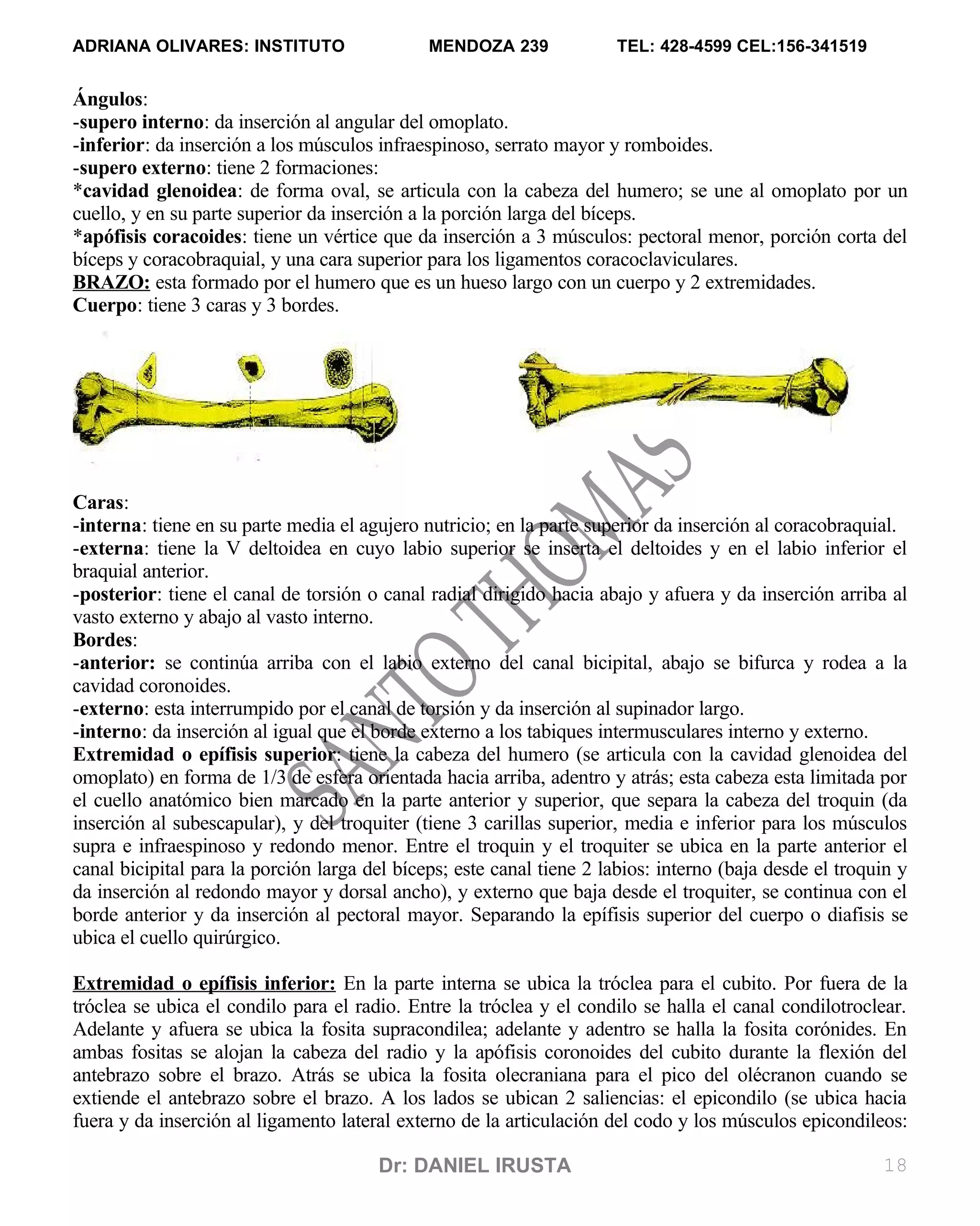 Anatomia Completo Pdf