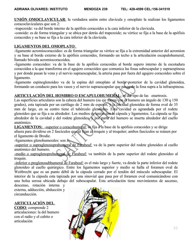 Anatomia Completo Doc