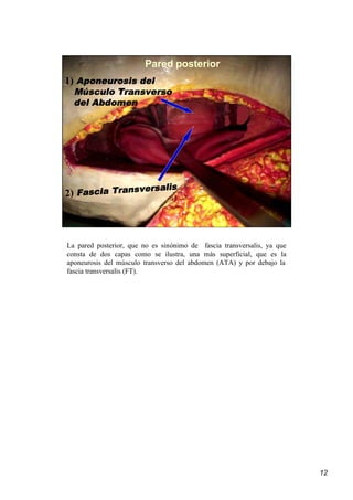 Anatomia Conducto Inguinal | PDF