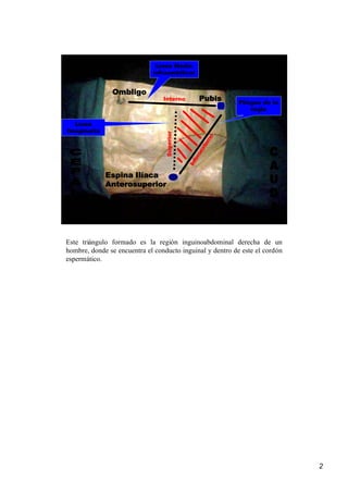 Anatomia Conducto Inguinal | PDF