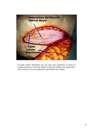 Anatomia Conducto Inguinal | PDF