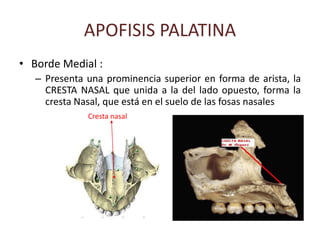 Anatomia con juan | PPT