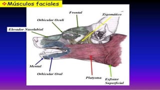 Anatomia con mi perro | PPTX