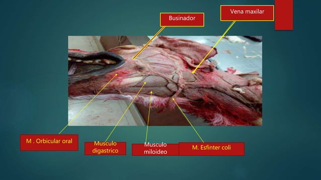 Anatomia con mi perro | PPT