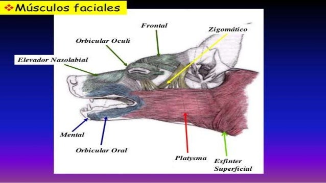 Anatomia con mi perro