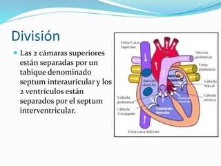 Anatomia corazón | PPTX