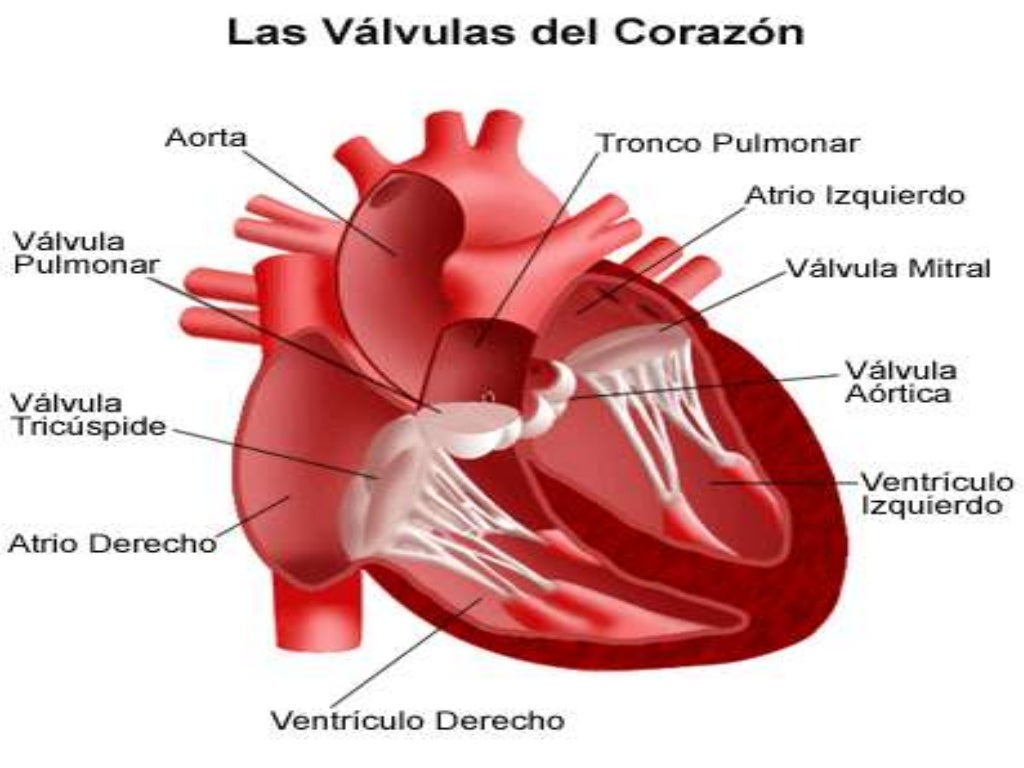 Partes Del Corazon