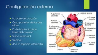 Anatomia corazon | PDF