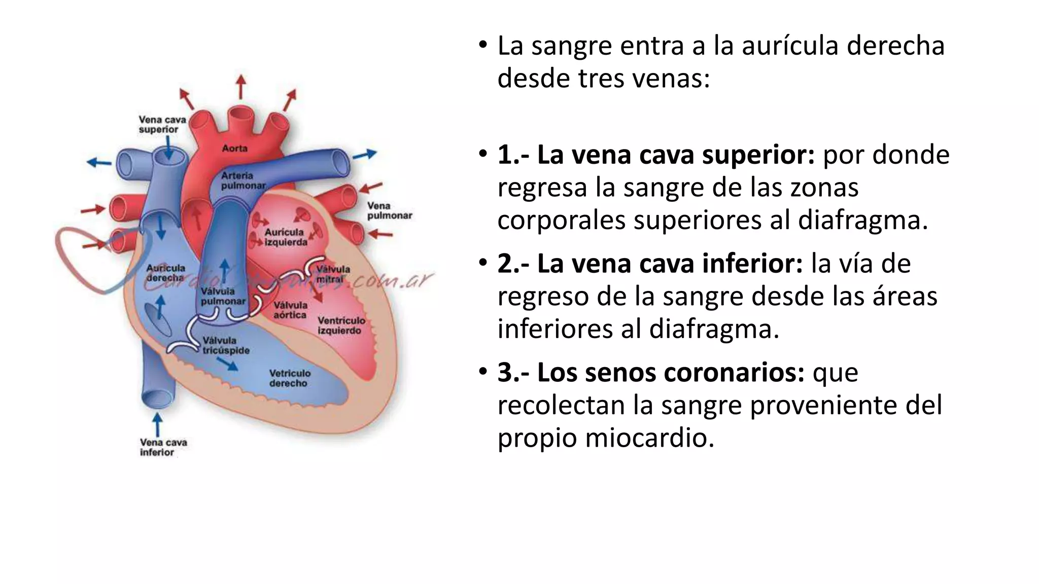 Anatomía del corazón | PPTX