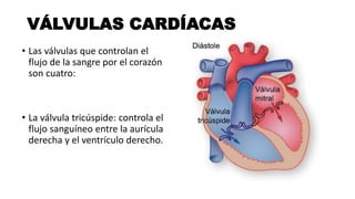Anatomía del corazón | PPTX