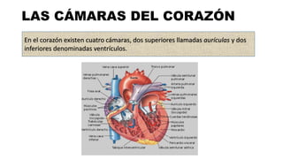 Anatomía del corazón | PPTX