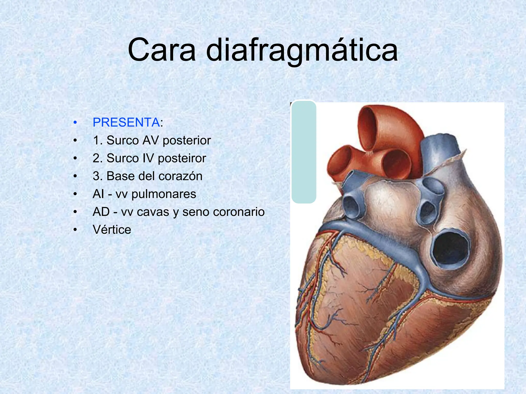 anatomia de corazon y grandes vasos, mediastino | PPT