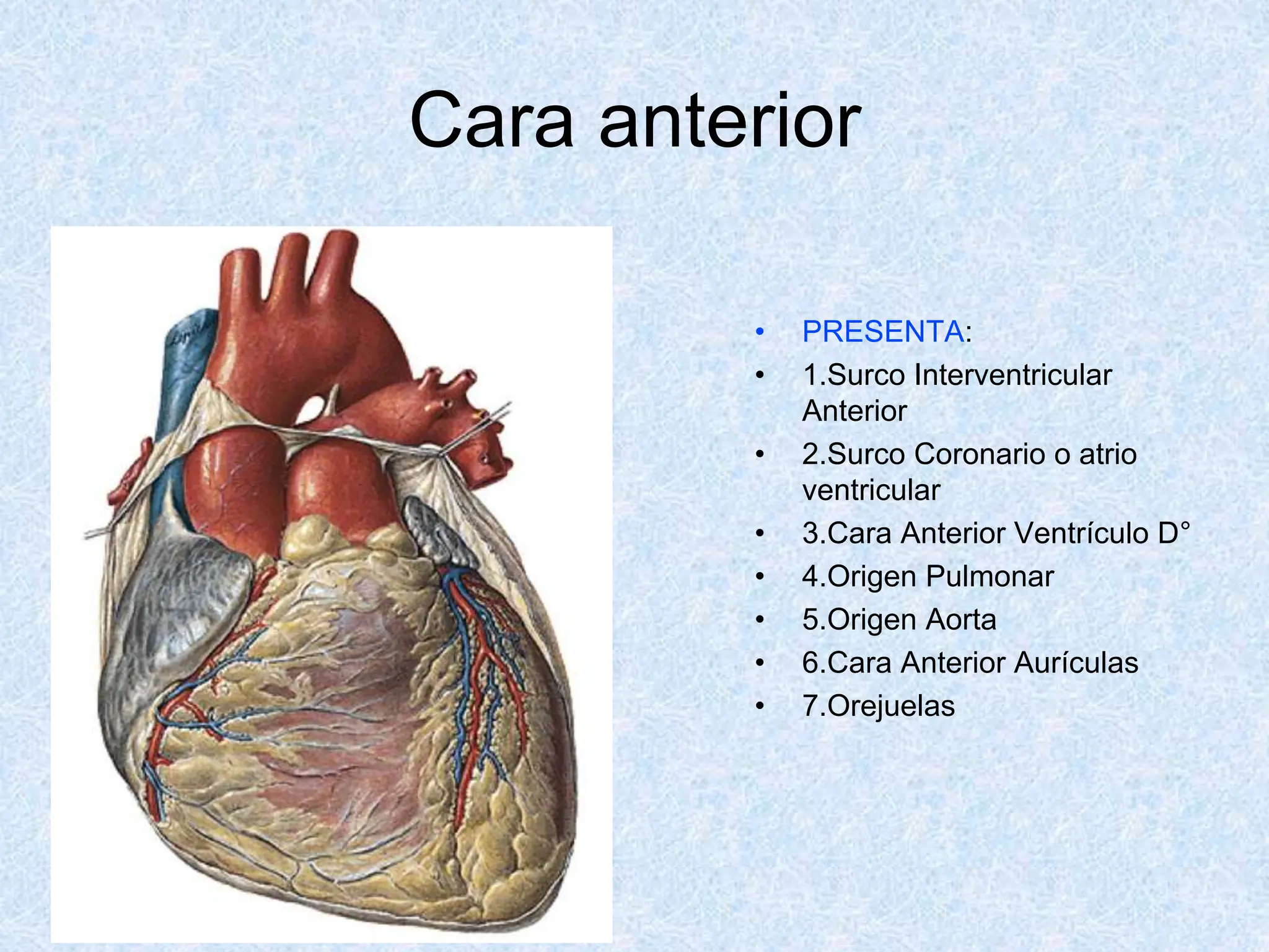 anatomia de corazon y grandes vasos, mediastino | PPT