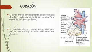 ANATOMÍA CORAZÓN Y PVC.pptx