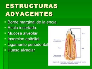 Anatomia coronaria | PPT