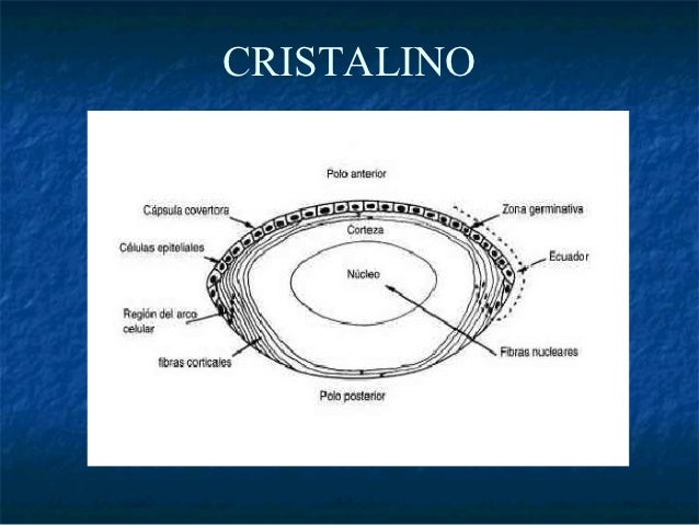 Anatomia del Cristalino