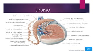 ANATOMIA órgãos genitais