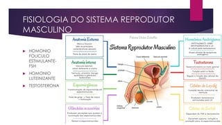 ANATOMIA órgãos genitais