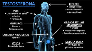ANATOMIA órgãos genitais