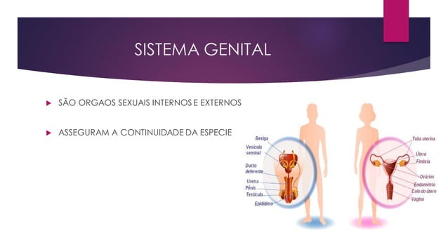 ANATOMIA órgãos genitais