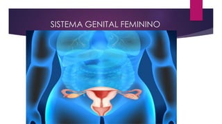 ANATOMIA órgãos genitais | PPT