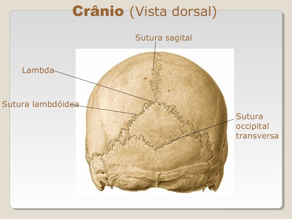Anatomia crânio