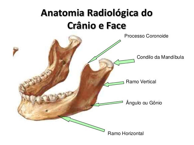 Anatomia crânio e face 2016