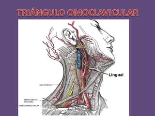 anatomia cuello.pptx