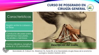Anatomia quirurgica de cuello y triángulos | PPTX