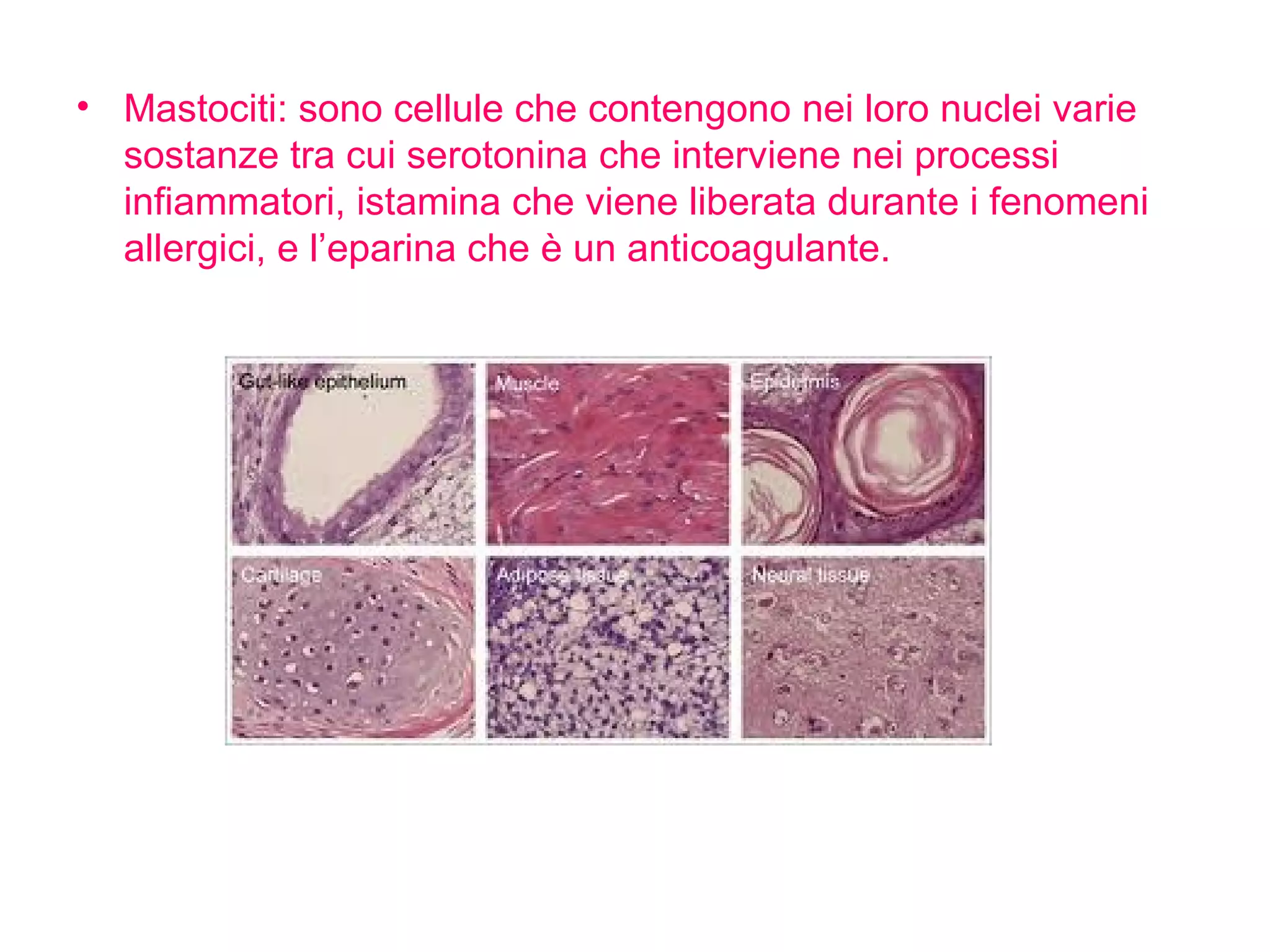 Anatomia cutanea | PPT