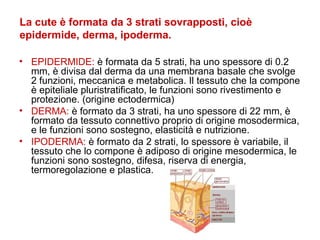 Anatomia cutanea | PPT