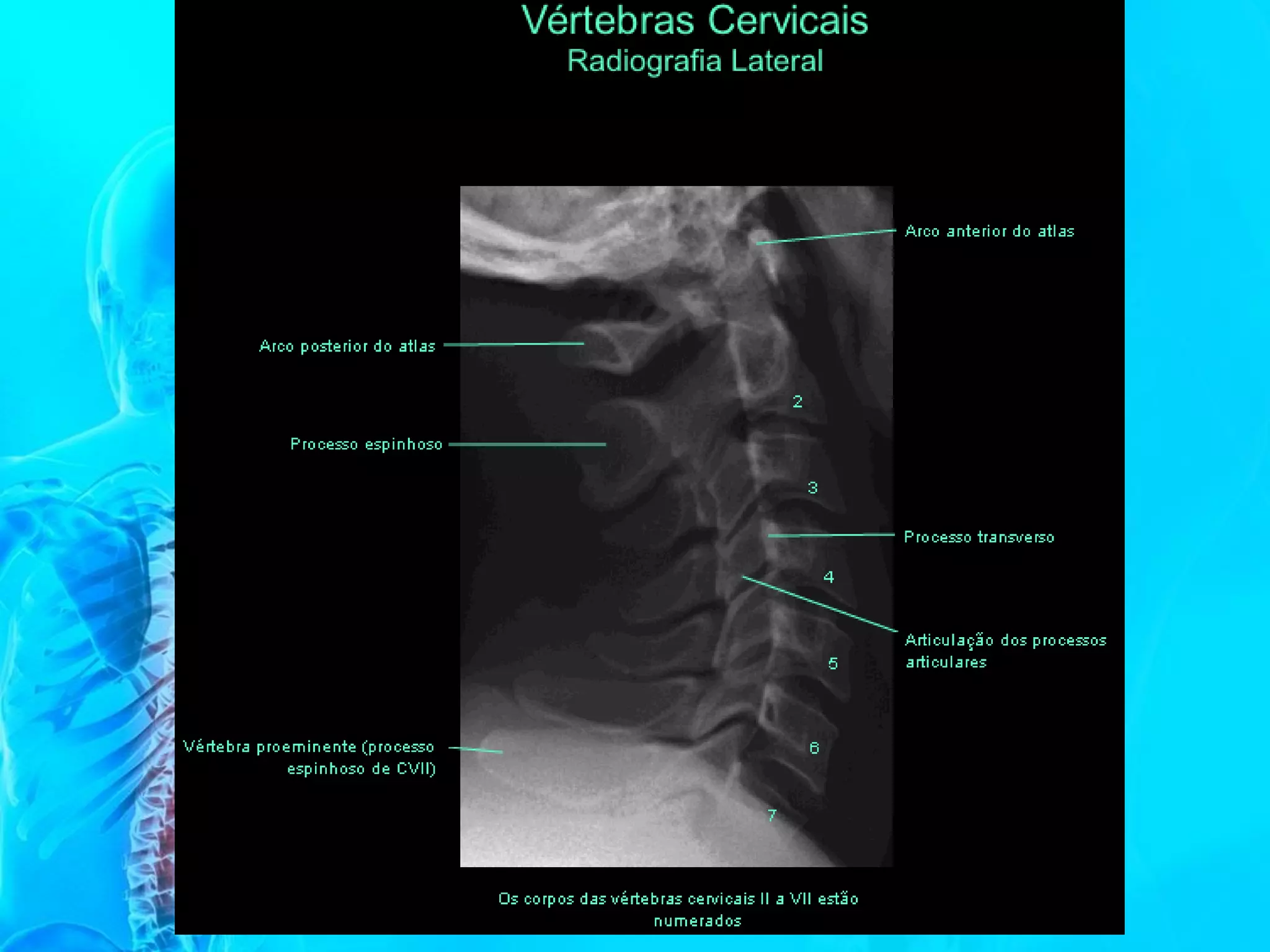 Anatomia c vertebral 2016 | PDF