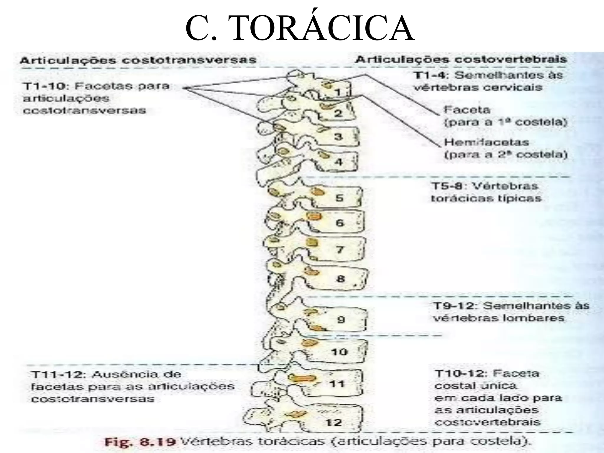 Anatomia c vertebral 2016 | PDF