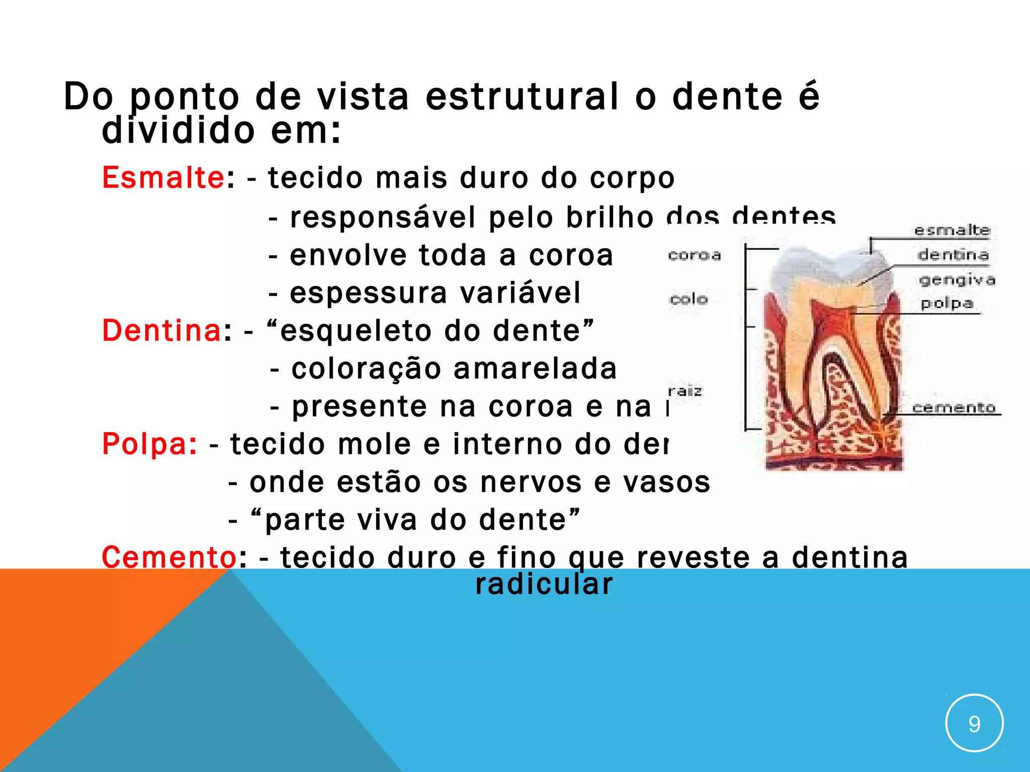 Anatomia da boca | PPT