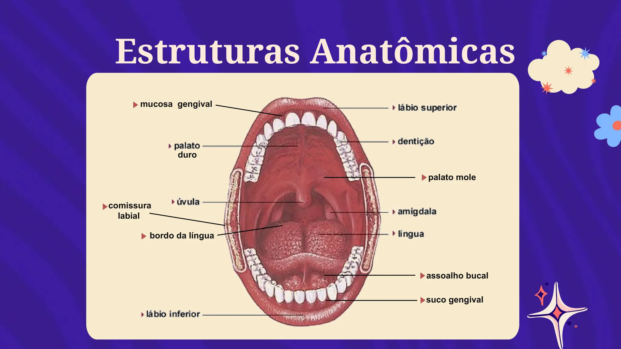 anatomia da boca para curso de tecnico em saude bucal.pptx