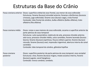 ANATOMIA DA CABEÇA AULA 1 Introdução e ossos do crânio.pptx
