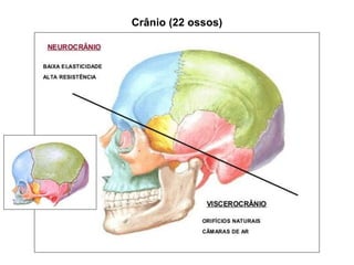 ANATOMIA DA CABEÇA AULA 1 Introdução e ossos do crânio.pptx