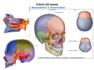 ANATOMIA DA CABEÇA AULA 1 Introdução e ossos do crânio.pptx