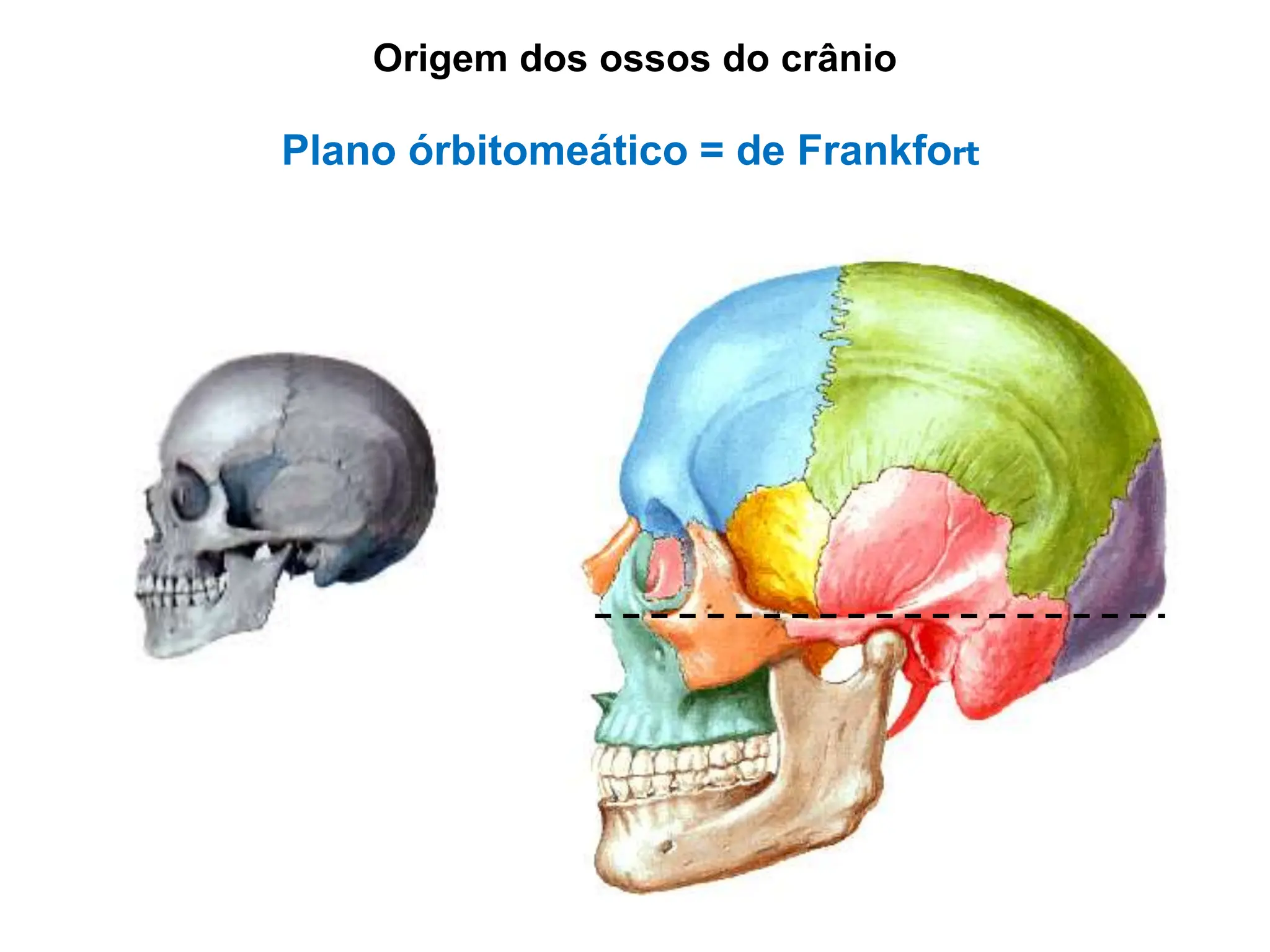ANATOMIA DA CABEÇA AULA 1 Introdução e ossos do crânio 2017.pptx
