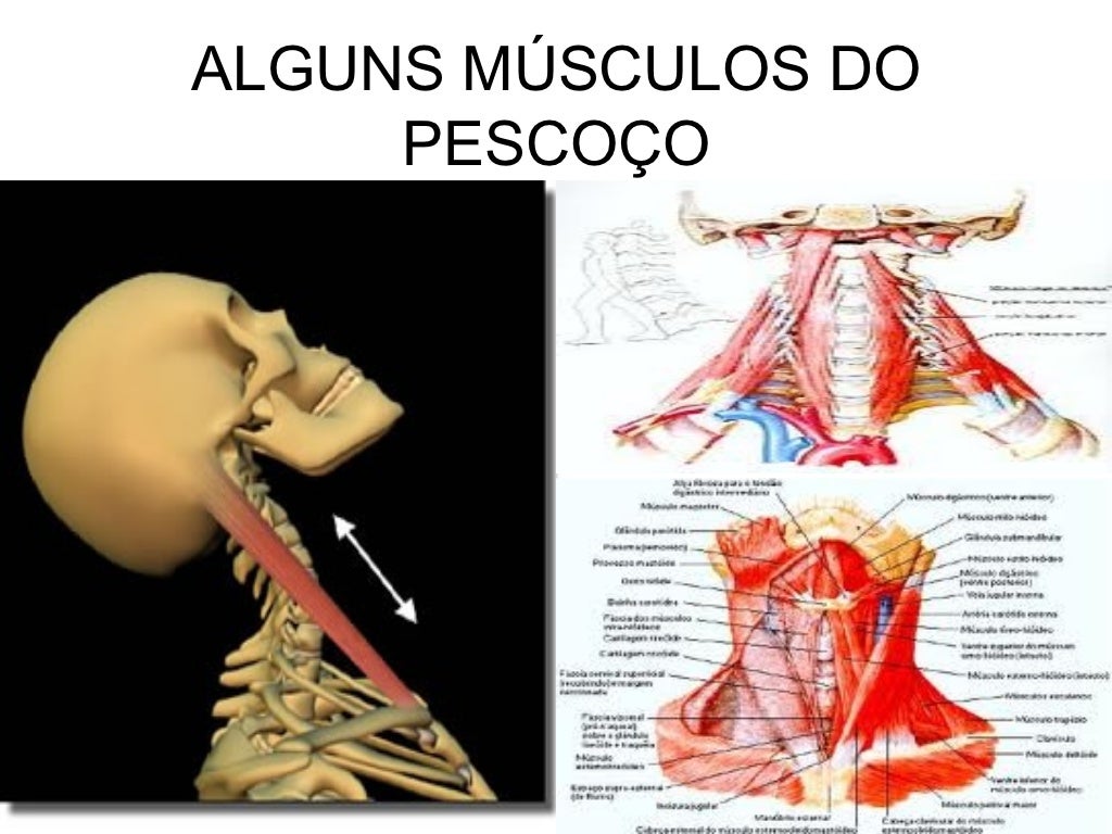 Anatomia da coluna cervical