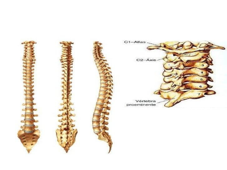 Anatomia da coluna cervical