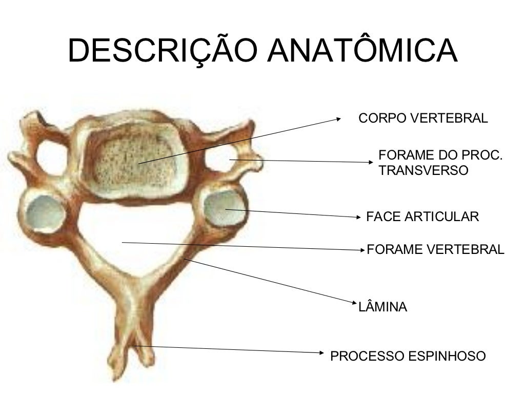 Anatomia da coluna cervical