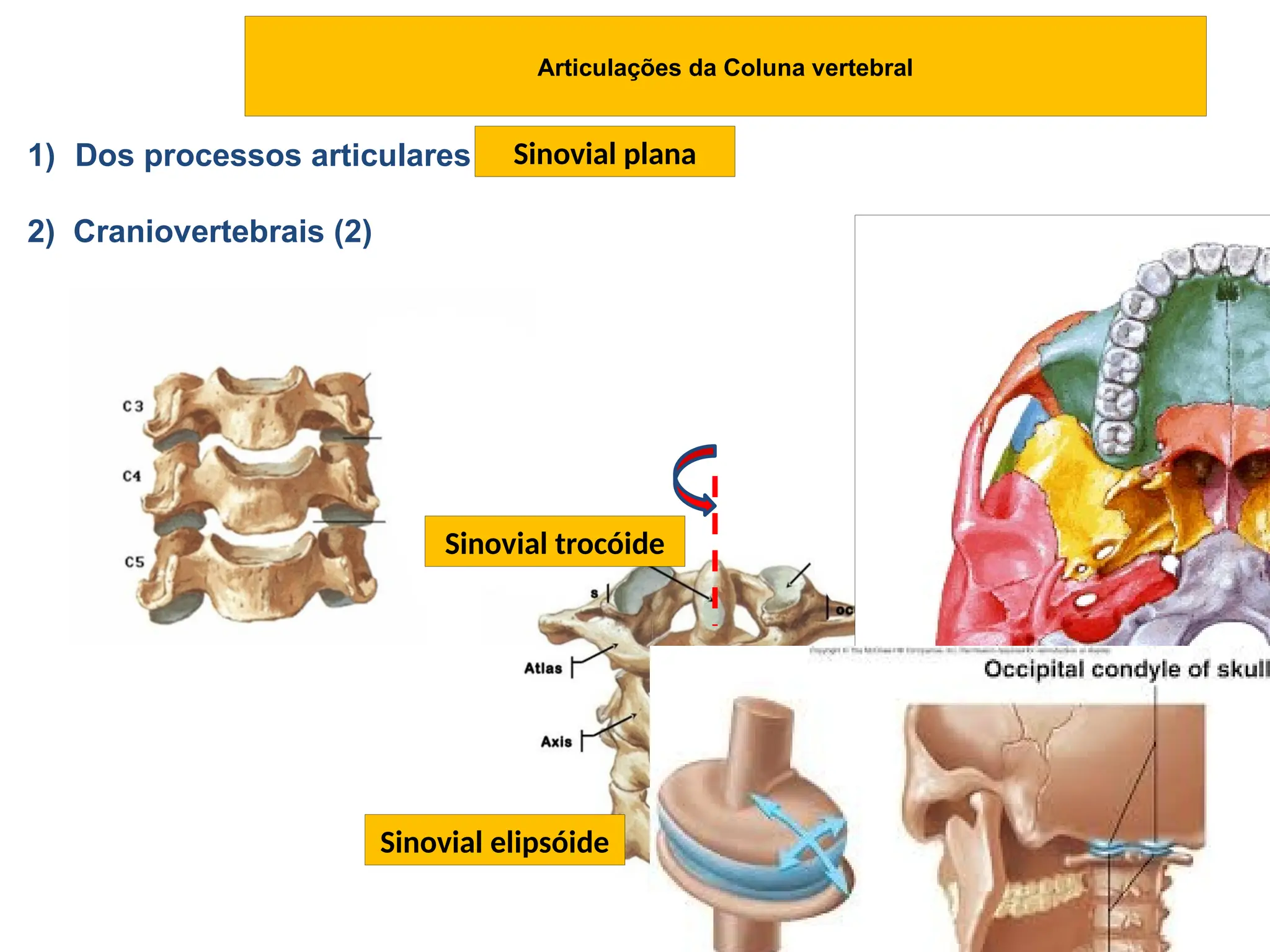 ANATOMIA DA COLUNA VERTEBRAL II 2019.pptx