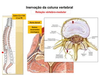 ANATOMIA DA COLUNA VERTEBRAL II 2019.pptx