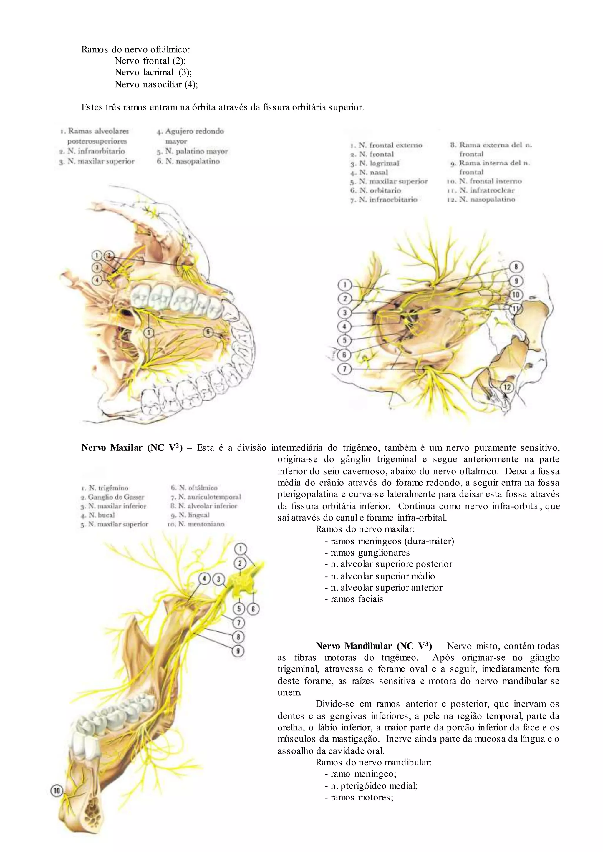 Anatomia da Face Irrigação e Inervação | DOC
